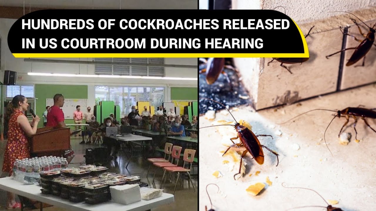 Hundreds of cockroaches released in Albany courtroom during hearing ...