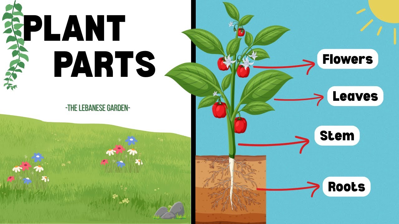 Plant Parts - Roots, Stems, Leaves, Flowers, and Fruits. - YouTube