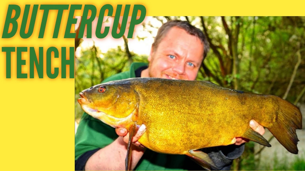 Tench Fishing - Lucky Last Cast BIG Buttercup Tench Of The Lake (Video ...