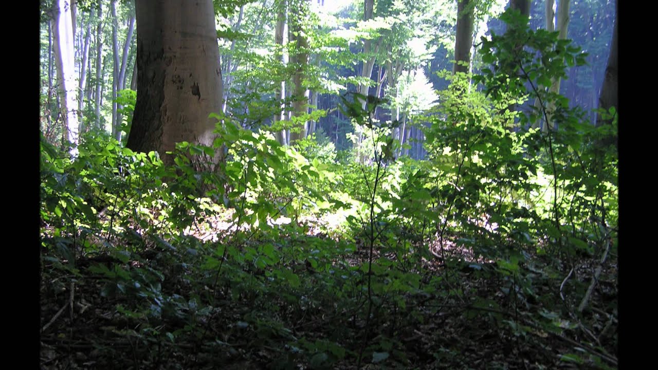 Kellemes napot Andre Rieu & J S O Circus renz Marcel Falize & Frank ...