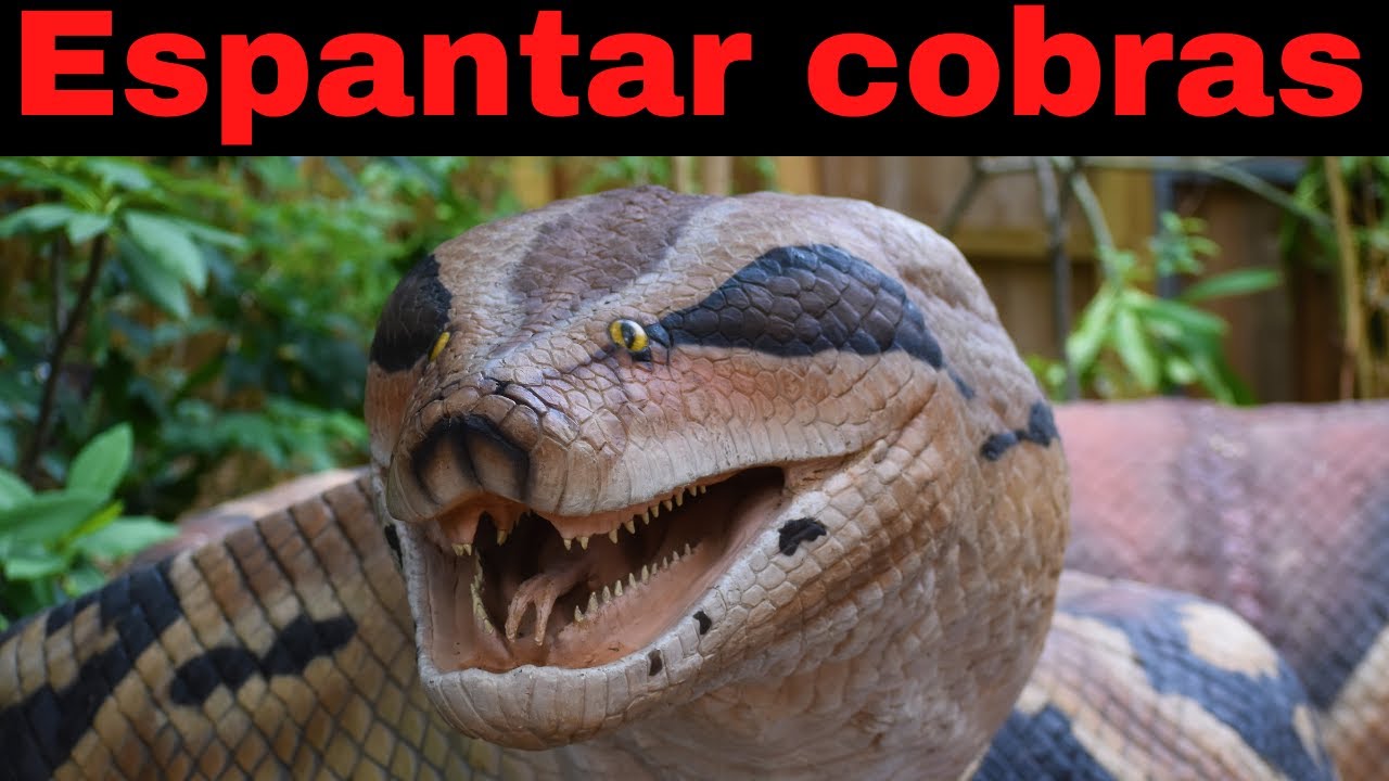 COBRAS: saiba como se livrar delas! - YouTube