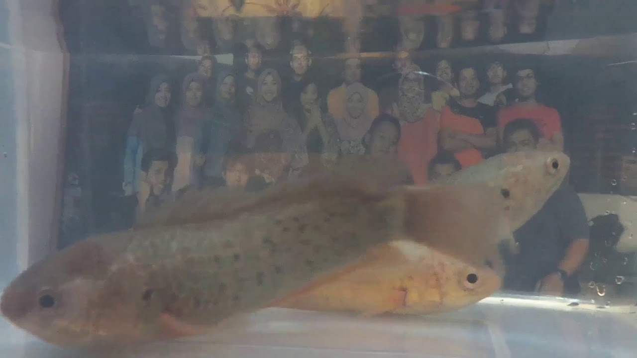 [FISH PET WORLD] Episode 3 : The Walking Fish @ Ikan Puyu @ Climbing ...