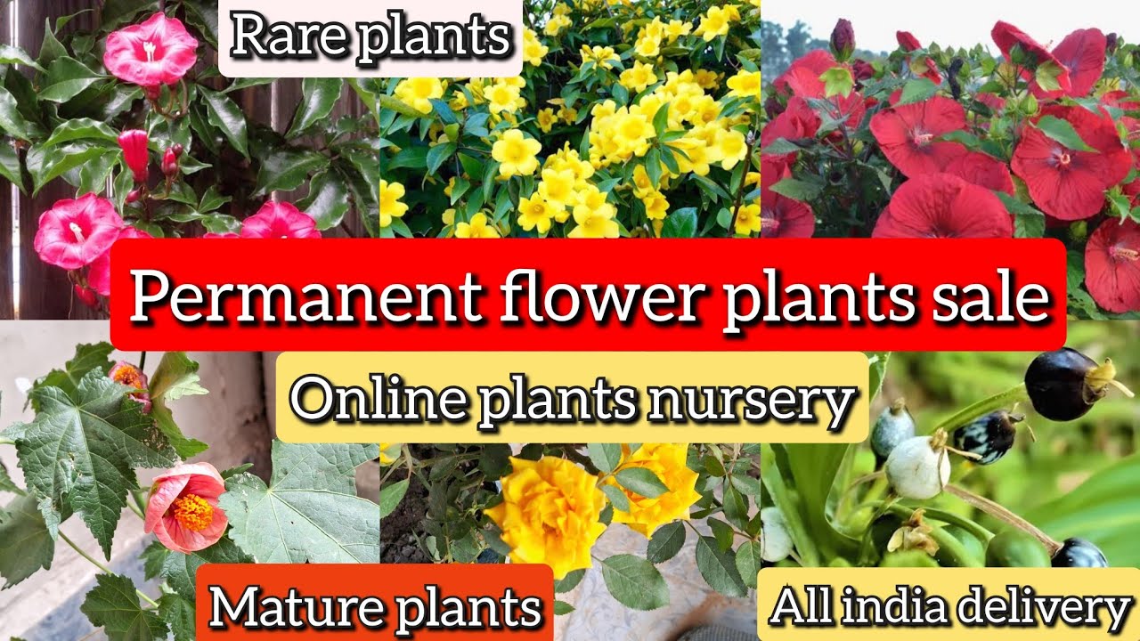 New plants for sale, online plants nursery, Nursery in prayagraj, Rare ...