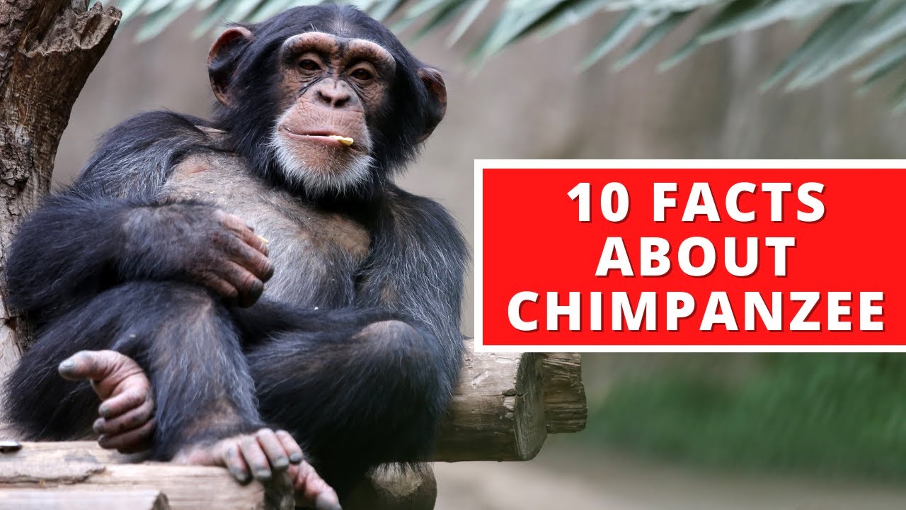 10 Interesting Facts Chimpanzee - YouTube