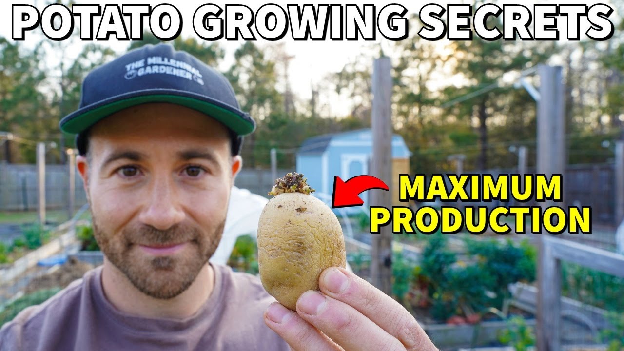 How To Plant Potatoes For MAXIMUM POTATO PRODUCTION! - YouTube