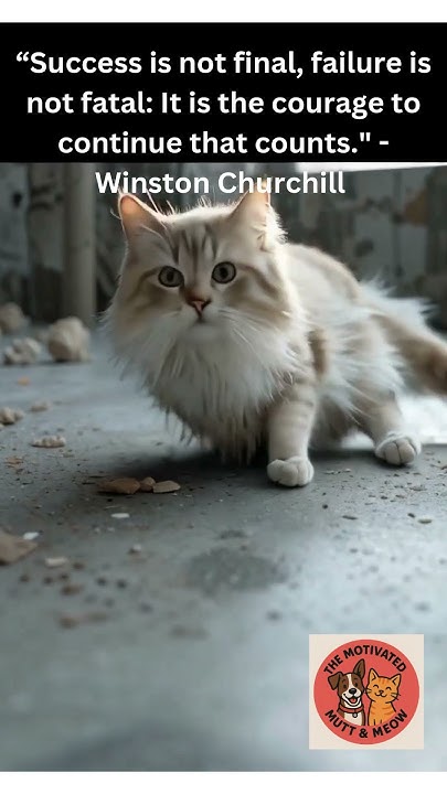 Fall Down, Get Up, Keep Walking 🐕🐈‍⬛ | Motivational Quote - YouTube