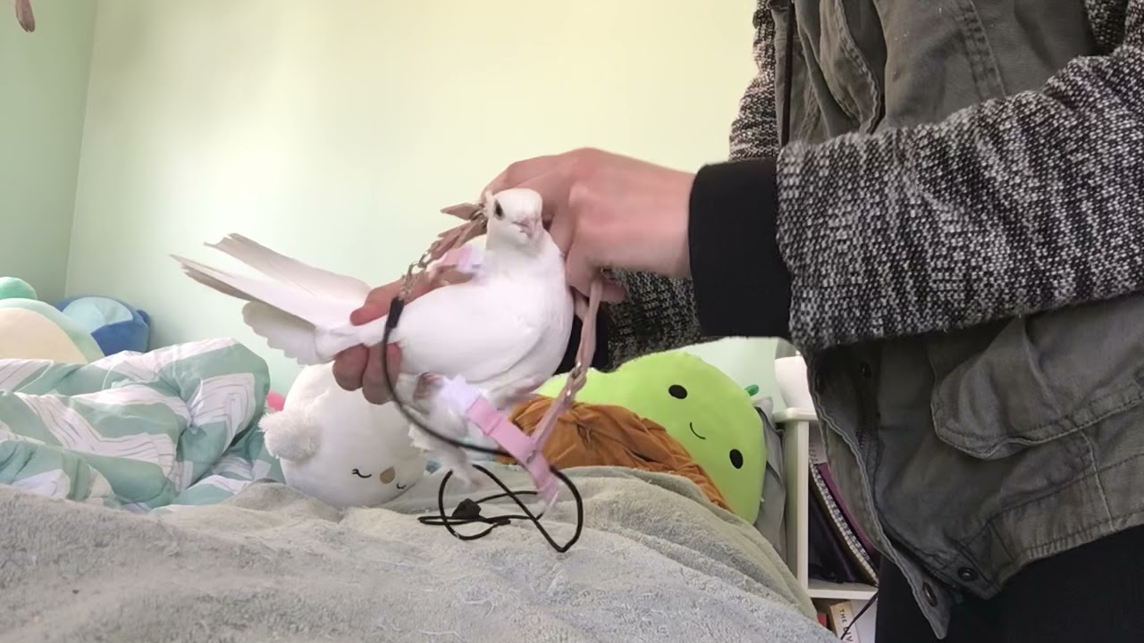 Putting a Leathers4Feathers harness on a pigeon tutorial - YouTube