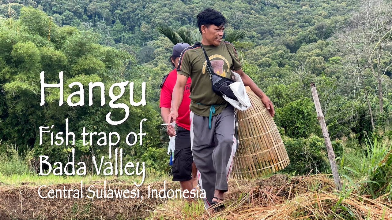 Fishing with Fish Trap in Bada Valley, Central Sulawesi, Indonesia ...