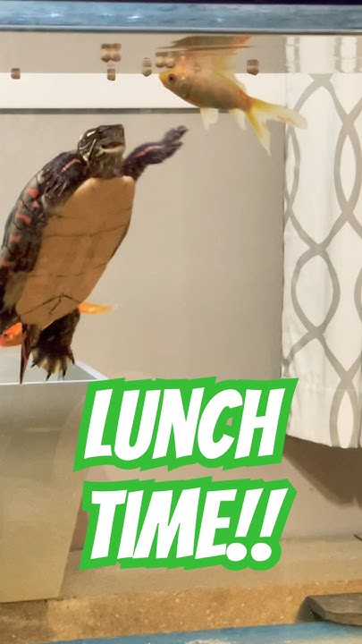 Lunch time at the pond! #koi #turtle #koipond #turtlepond #ponds # ...