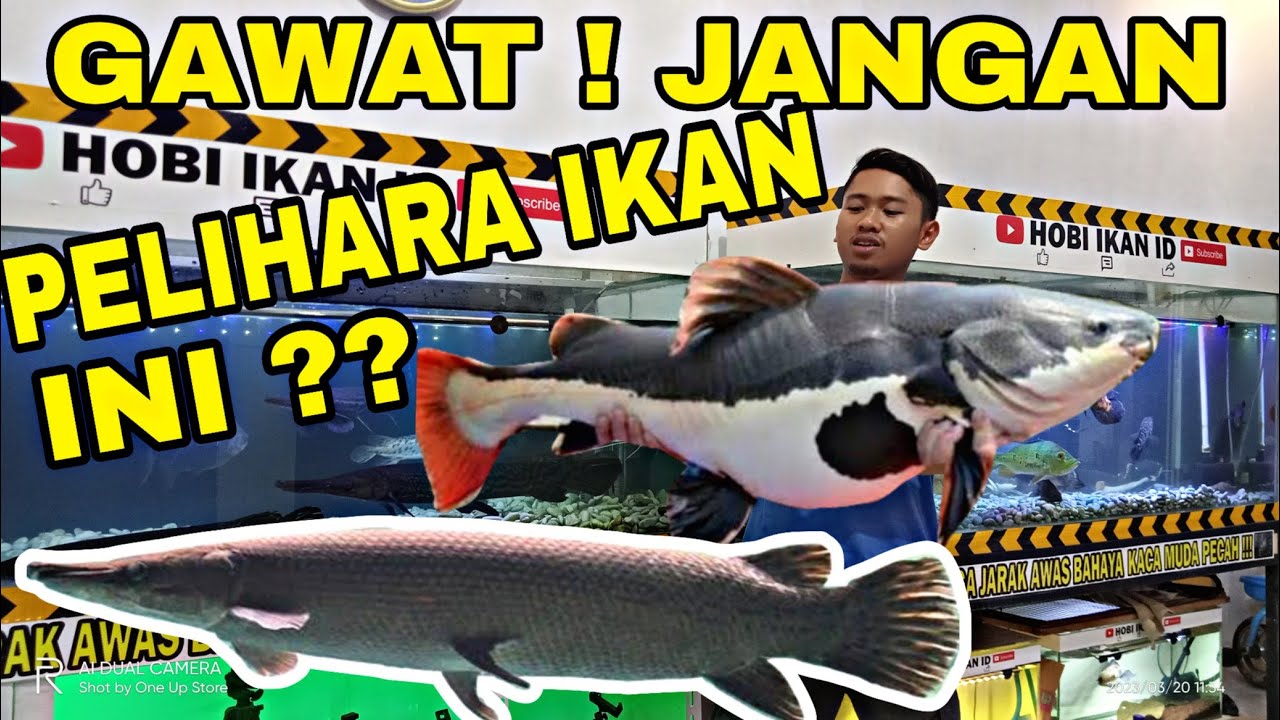 HATI HATI PELIHARA IKAN PREDATOR RED TAIL CATFISH RTC - YouTube