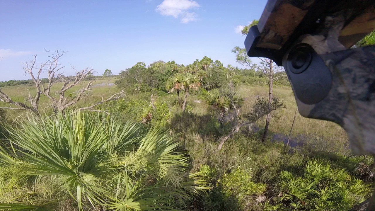 FLORIDA PUBLIC LAND ARCHERY 8pt 2017: Big Buck Down "Bruiser" (Swamp N ...