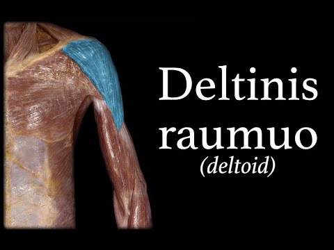 Deltinis raumuo - Deltoid - YouTube