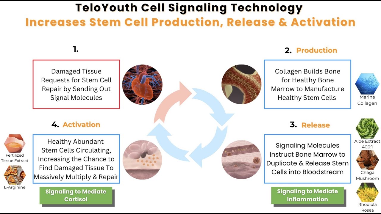 How Cell Signaling and Stem Cells Rejuvenate the Body V5 [TeloYouth ...