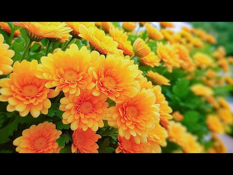 3 Hours of Relaxing Nature Music - Stop Overthinking and Relieve Stress