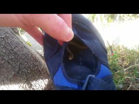 Snake in shoe bites my thumb - YouTube