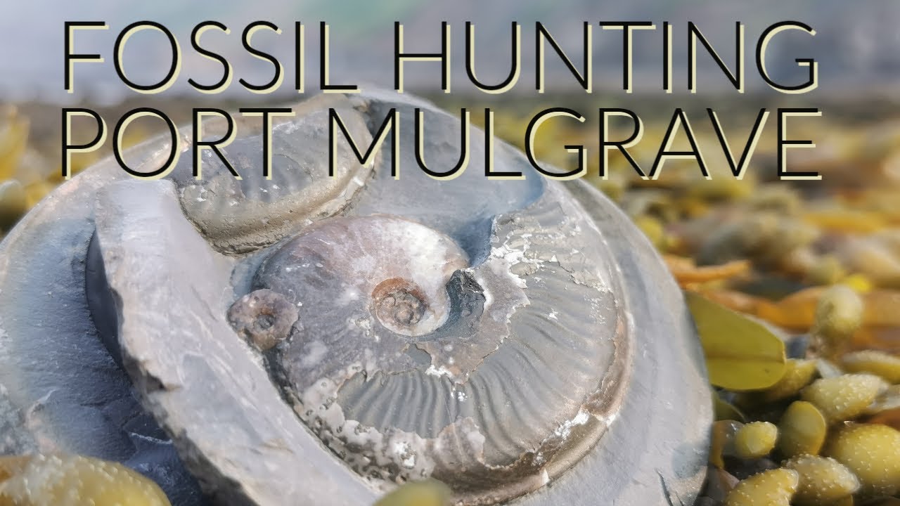 Fossil Hunting Yorkshire - port Mulgrave - YouTube