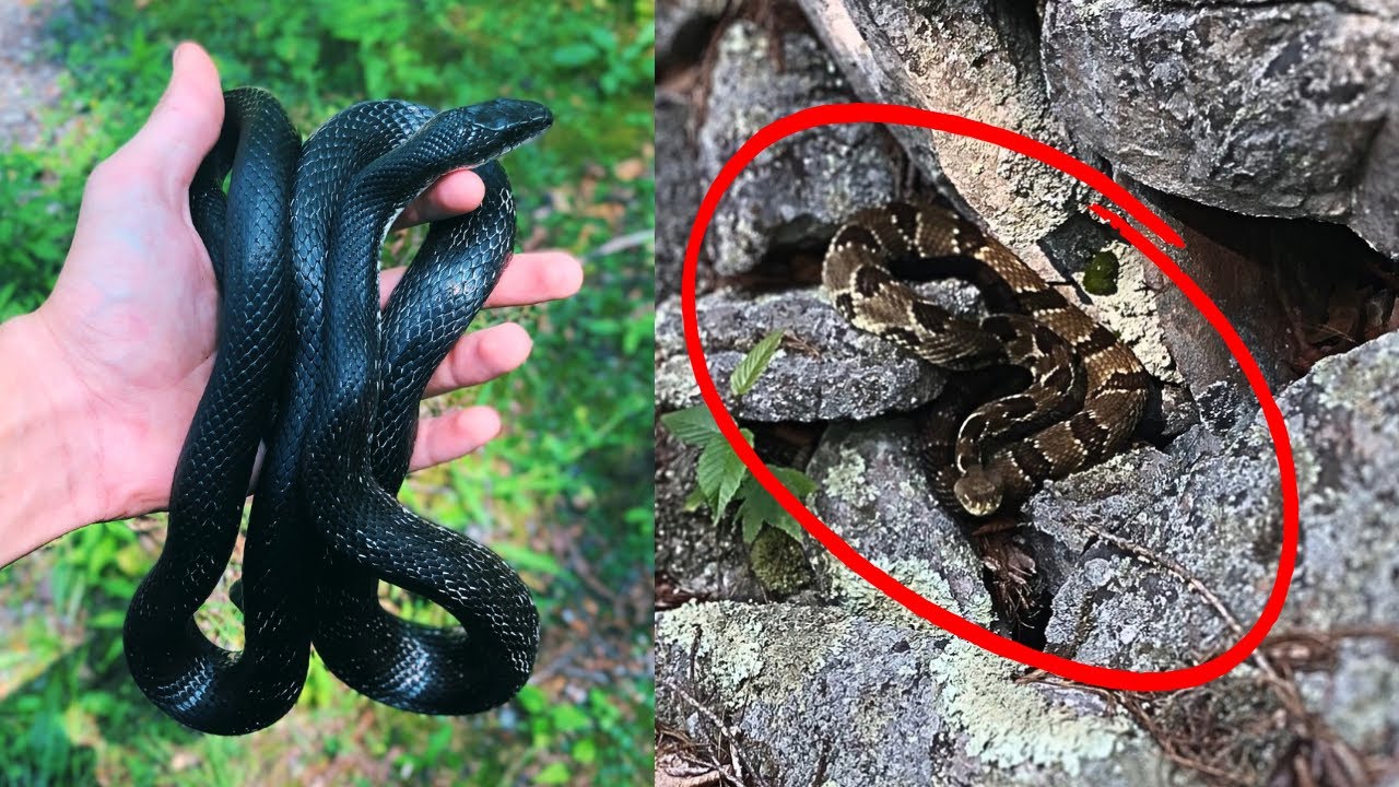 PA Snakes: 7 Shocking Facts You Need to Know (Before It's Too Late!)