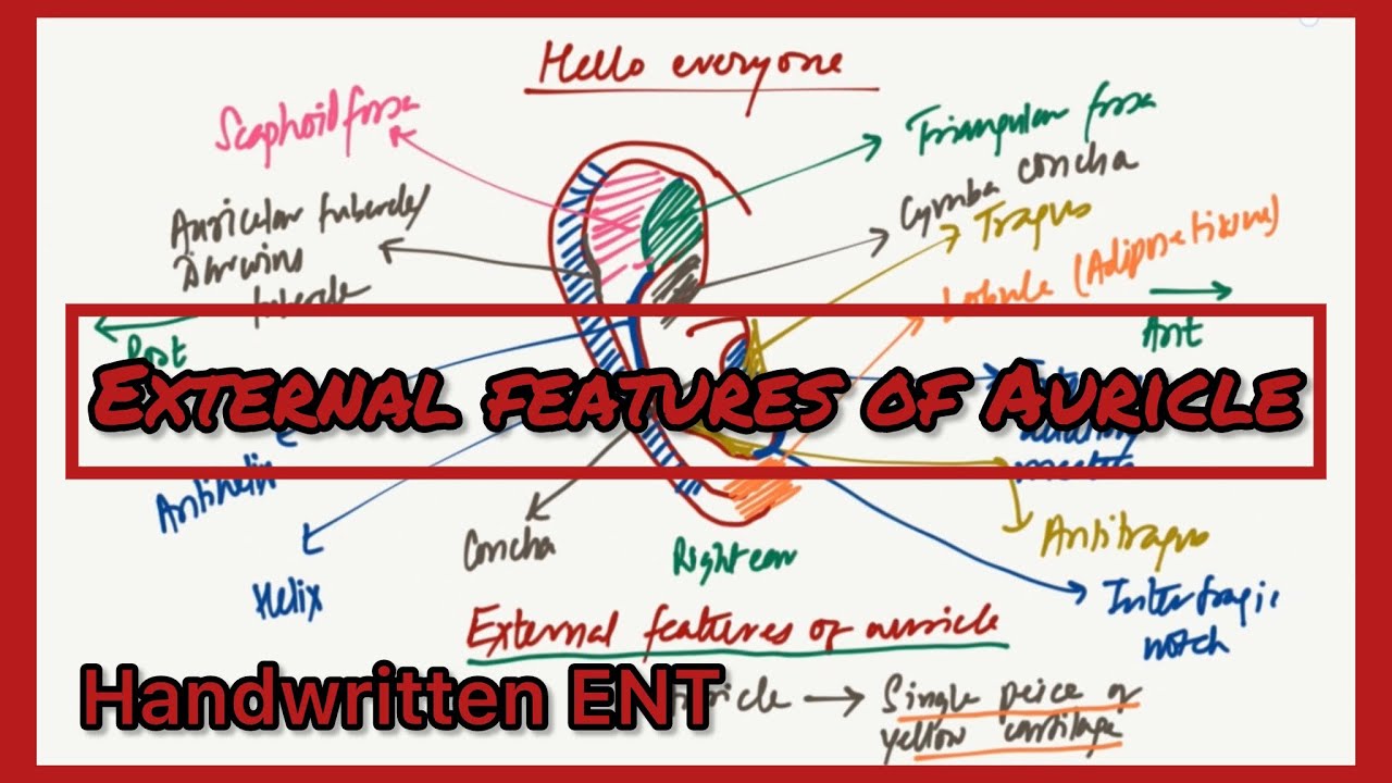 External features of Auricle | Easy to understand | Handwritten ENT ...