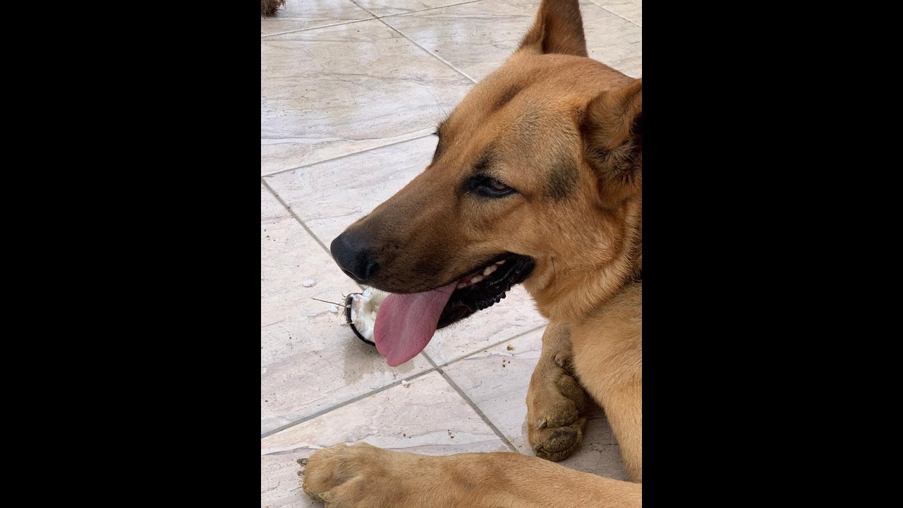 German Shepherd Goes CRAZY for Coconuts and Devours Them All! - YouTube