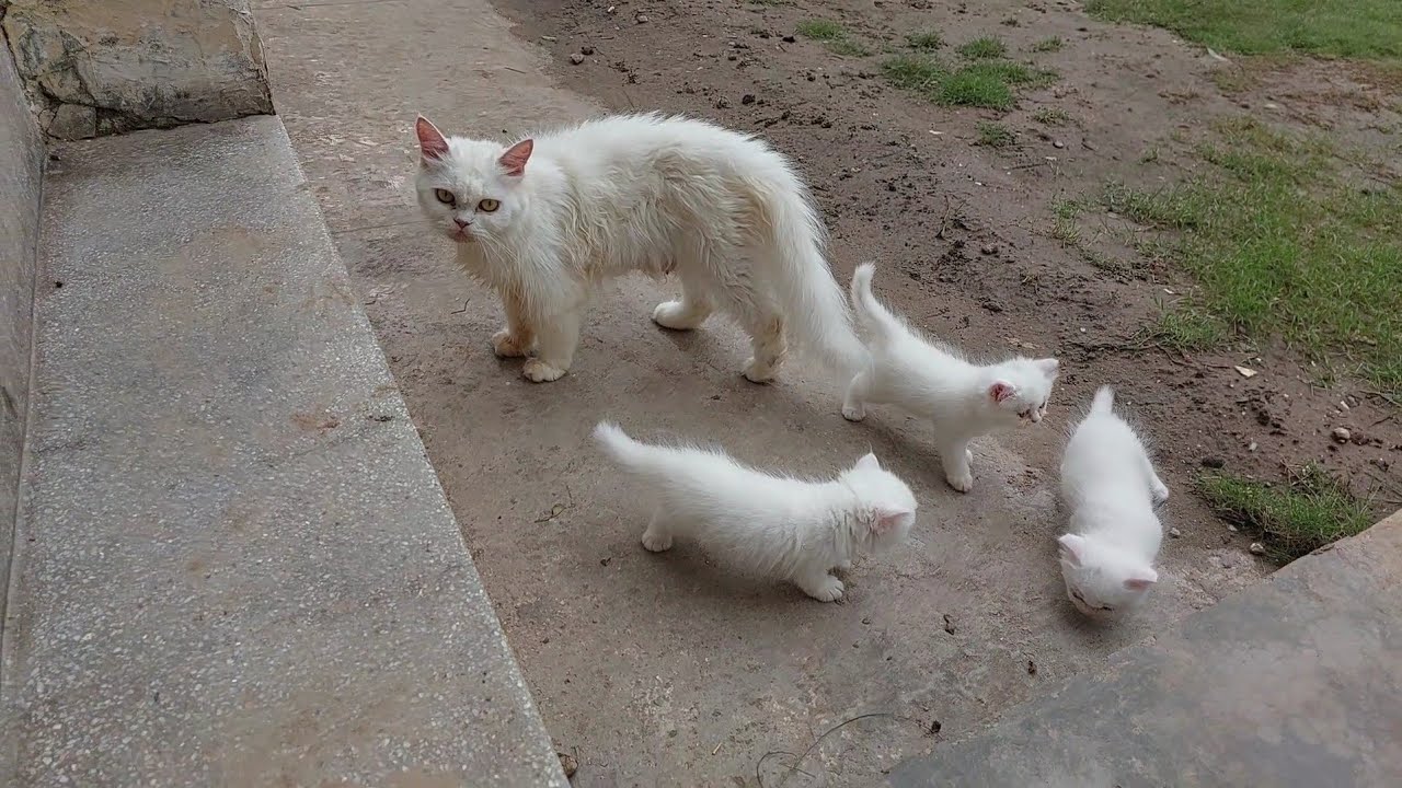 Protective Mother Cat Calling Her Kittens And Hitting Them To Go Inside ...