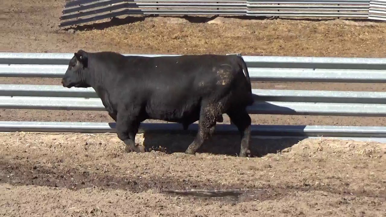 Connealy Angus Ranch Lot 340 - YouTube