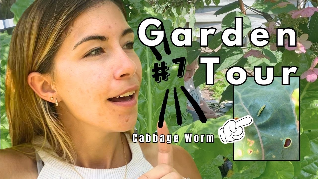 GARDEN TOUR (week 7) | Slimy Okra, Green Tomatoes and Seasonal ...