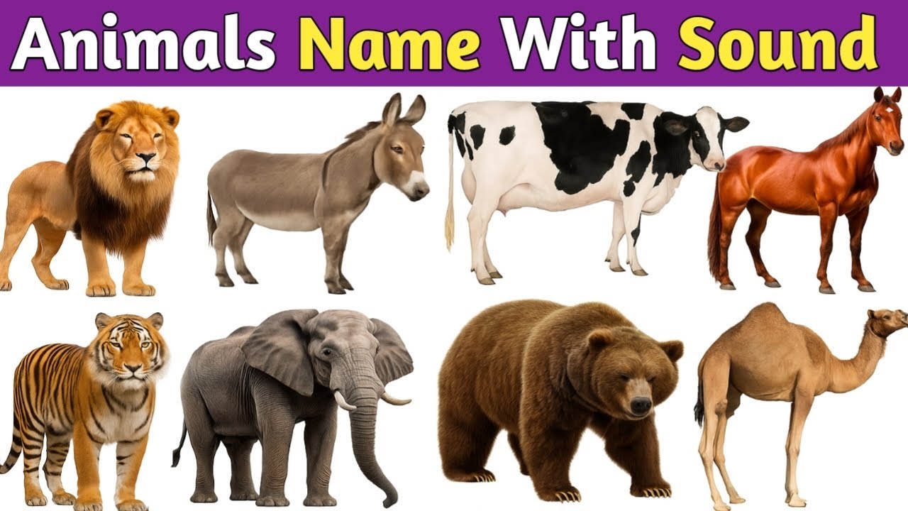 Animals Name with Sound for Kids | Learn Animal Sounds with Pictures ...