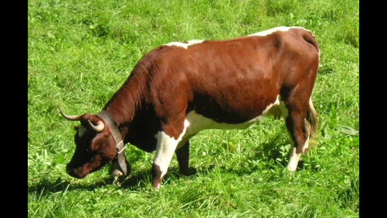 Evolene Cattle - Everything You Need To Know - YouTube