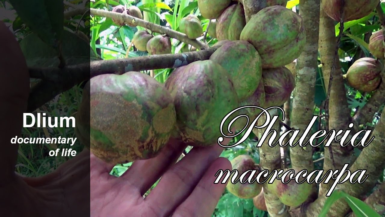 God's crown (Phaleria macrocarpa) - part 1 - YouTube