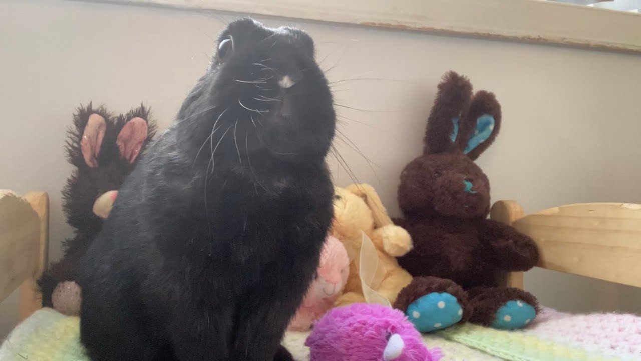 Bunny Mouf +Kisses | Rabbit Grooming His Tiny Bunny - YouTube