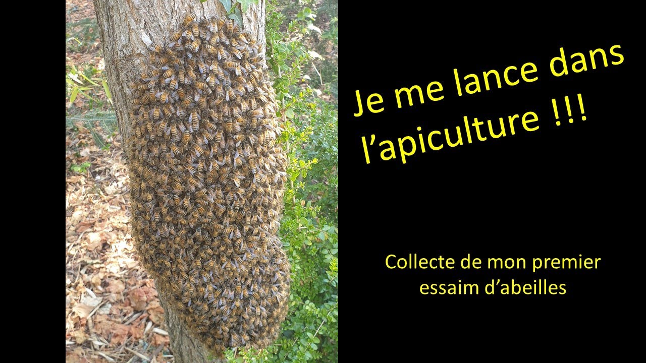 Début en apiculture : la collecte d'un essaim d'abeilles - YouTube