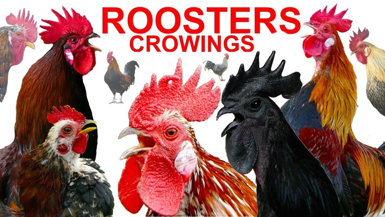 Rooster sound | Roosters crowing compilation | Roosters crowing sounds ...
