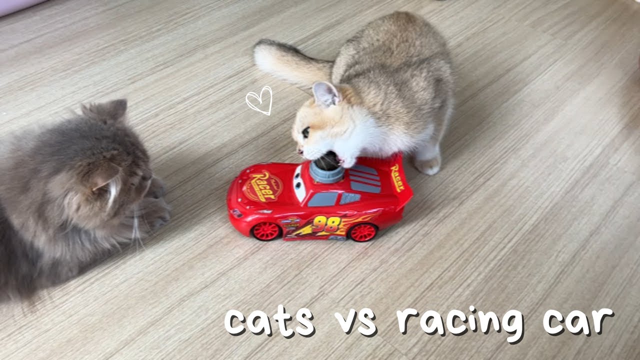 cats vs racing car - YouTube