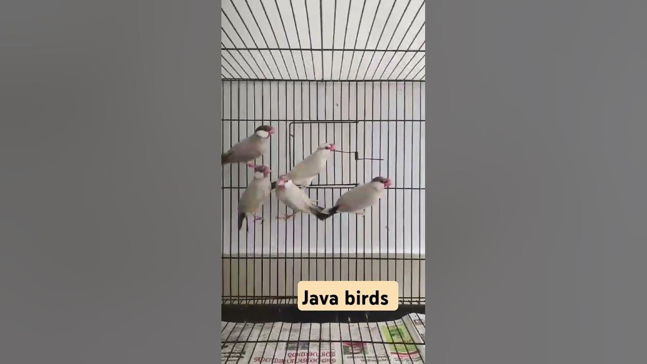 Java birds - YouTube