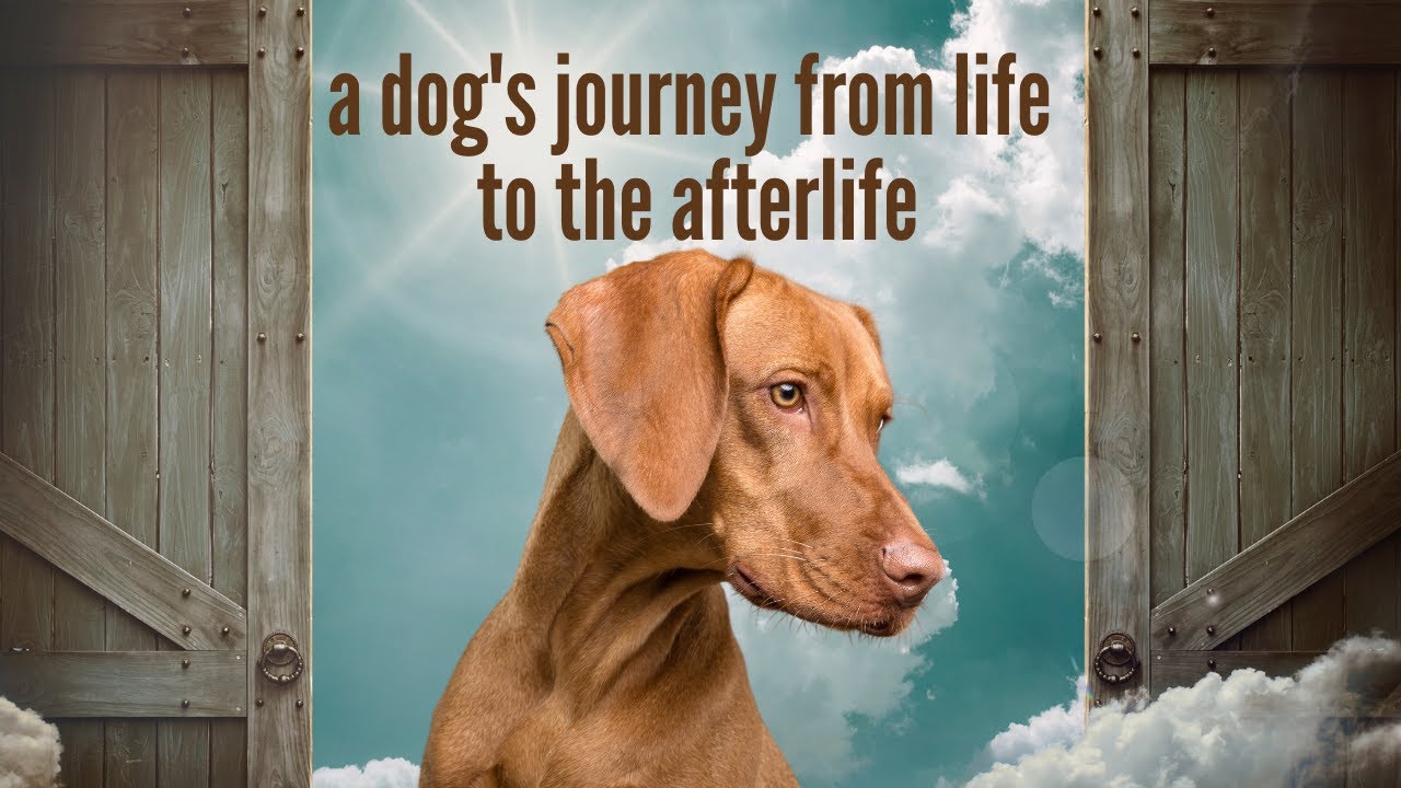 A Dog's Journey From Life To The Afterlife | Loss Of A Dog - YouTube