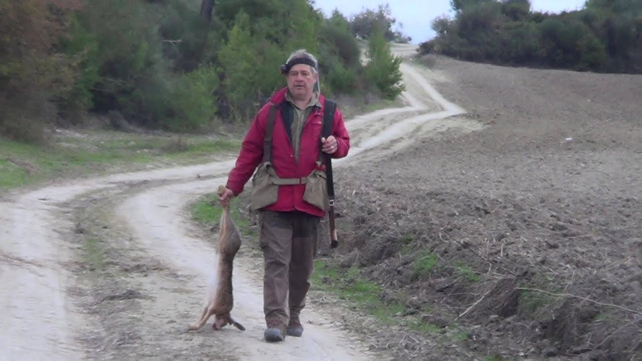 ΚΥΝΗΓΙ ΛΑΓΟΥ ΜΕ BEAGLE...Eπιλεκτηκη εκτροφη beagle tsirkoydis..N 2 ...