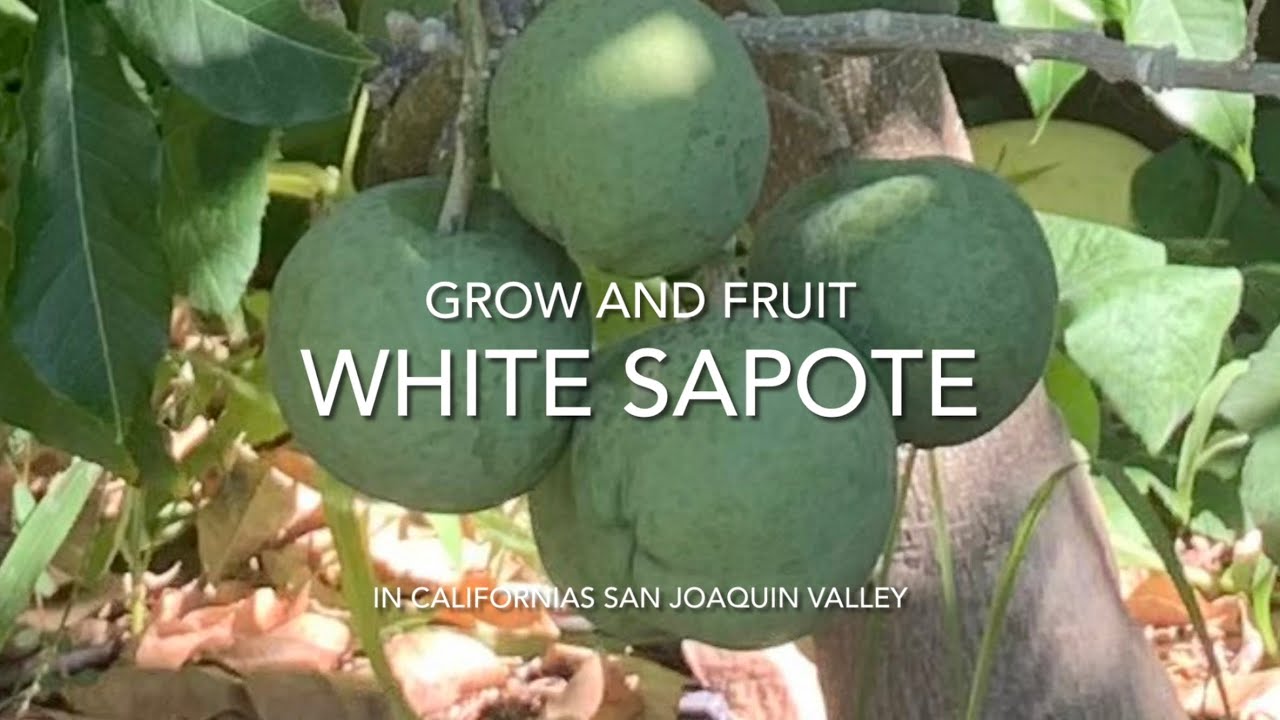 White Sapote Tree