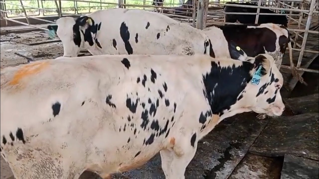 SAPI BELANG / PERAH DAIRY FARM PT. HUMAS JAYA - YouTube