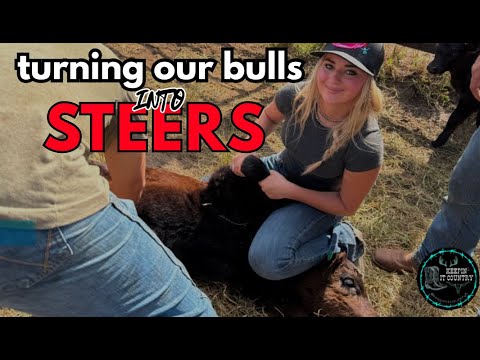 Cutting Calves: Our Bulls Turned Into Steers