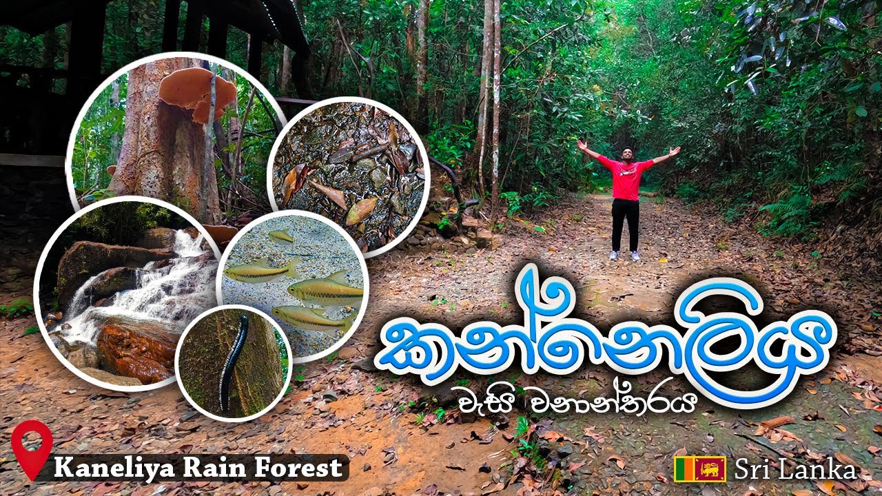 කන්නෙලිය වැසි වනාන්තරය || Kanneliya Rain Forest Galle || Episode- 10 ...