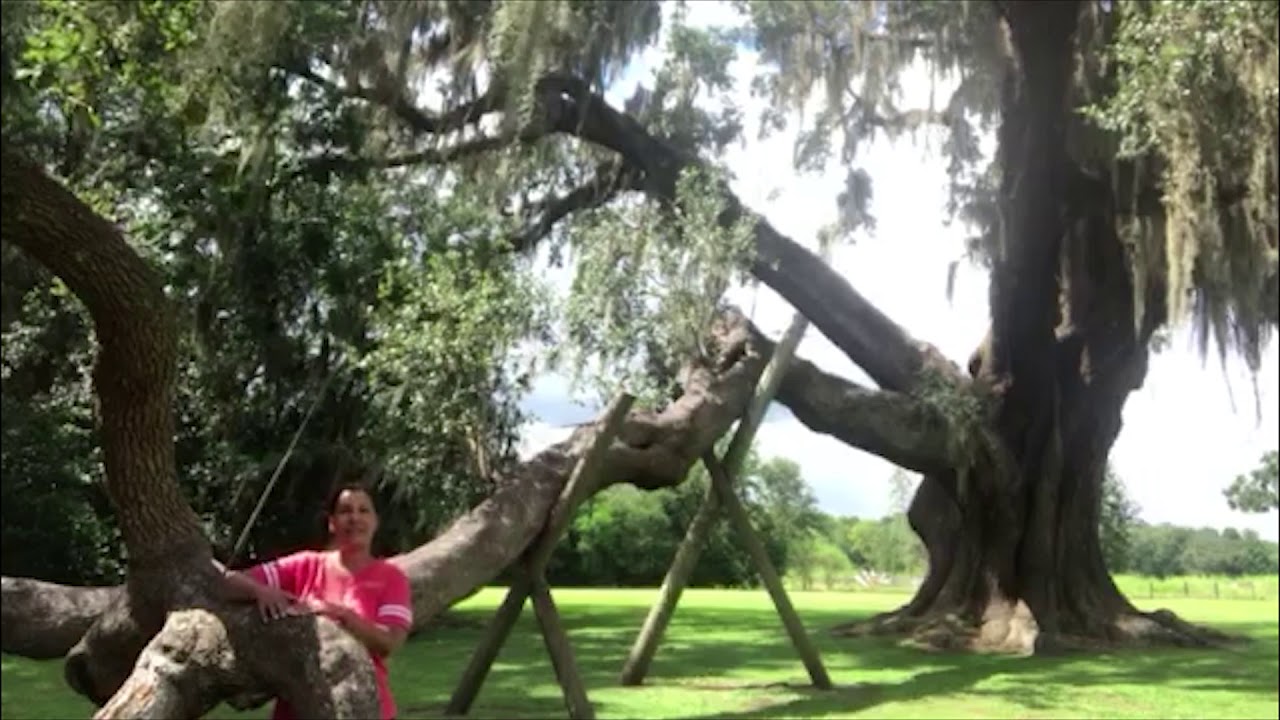 Cellon Oak Tree - YouTube
