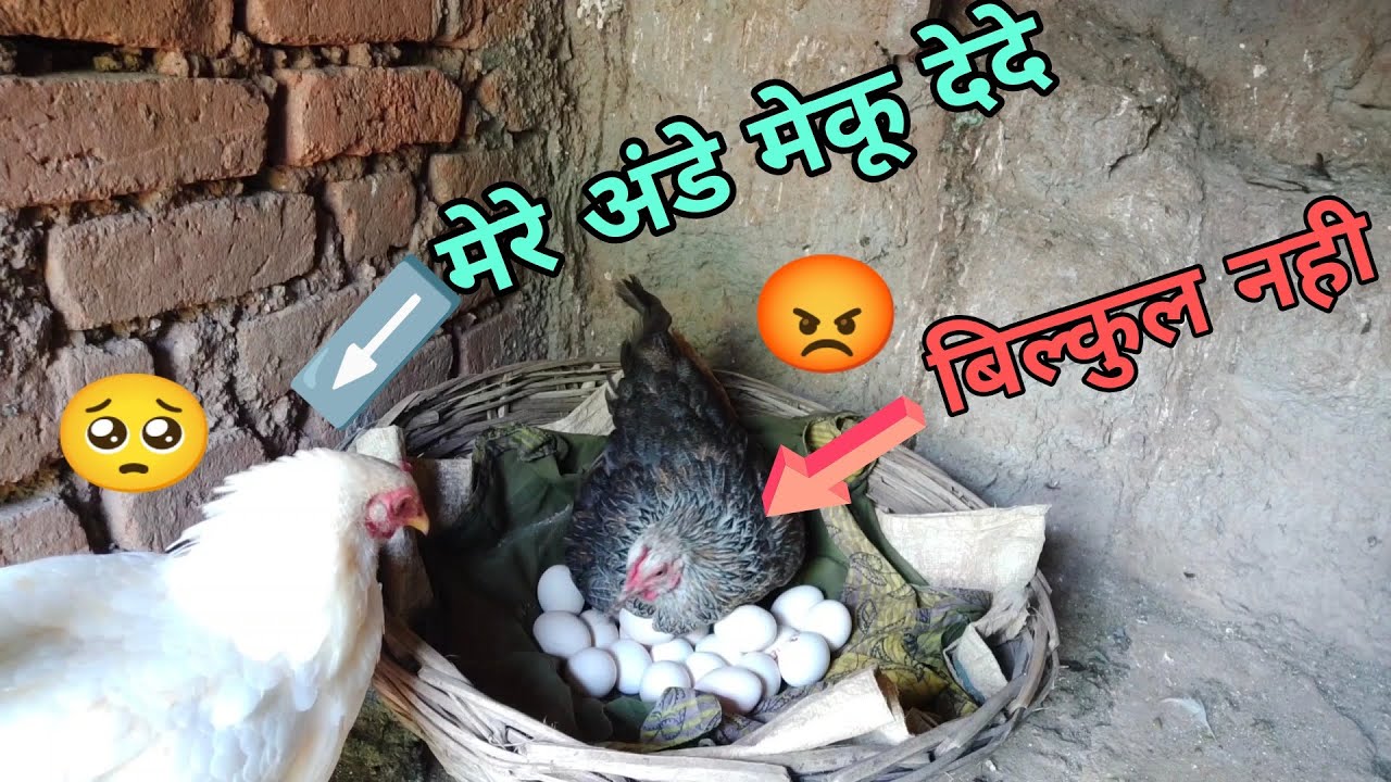 Silver murgi white 🐔murgi ke 24 ande leli 🥺 murgi ko ande par kaise ...