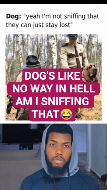 Dog's like no way in hell am I sniffing that😂😂😅 #memes - YouTube