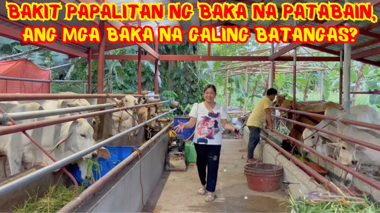 BAKIT PAPALITAN NG BAKA NA PATABAIN, ANG MGA BAKA NA GALING BATANGAS ...