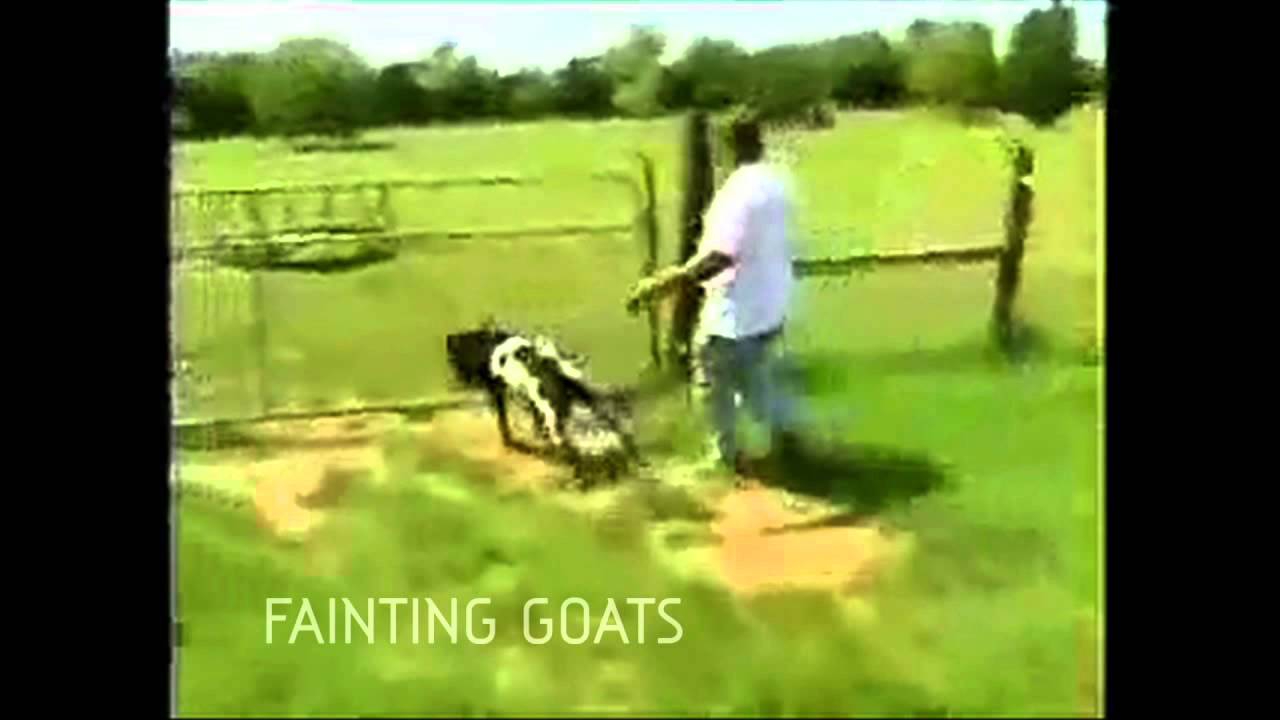 Funniest Youtube clips ever - YouTube