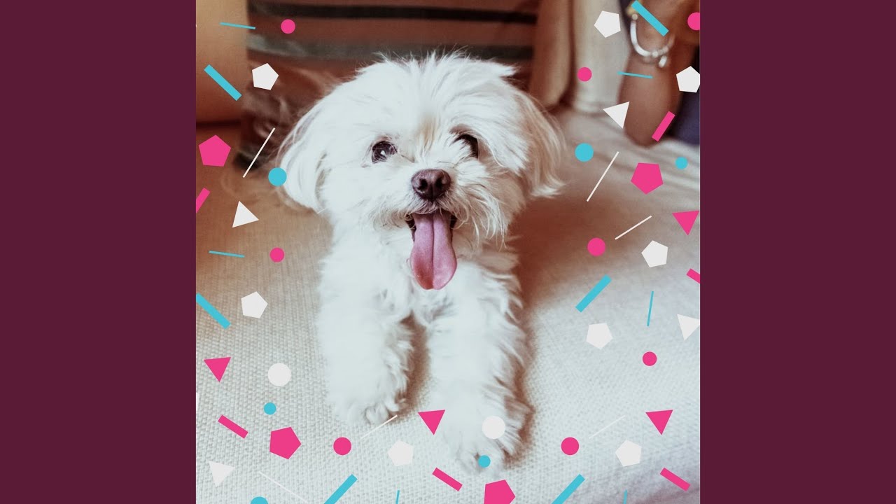 Background for Calming Dogs - YouTube