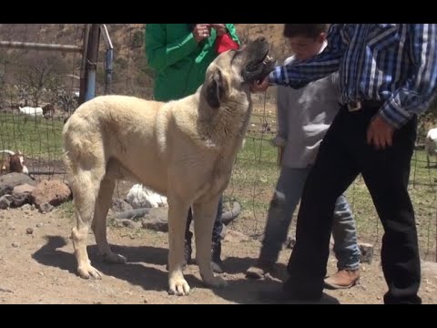 Zeus el gran perro pastor Kangal - YouTube