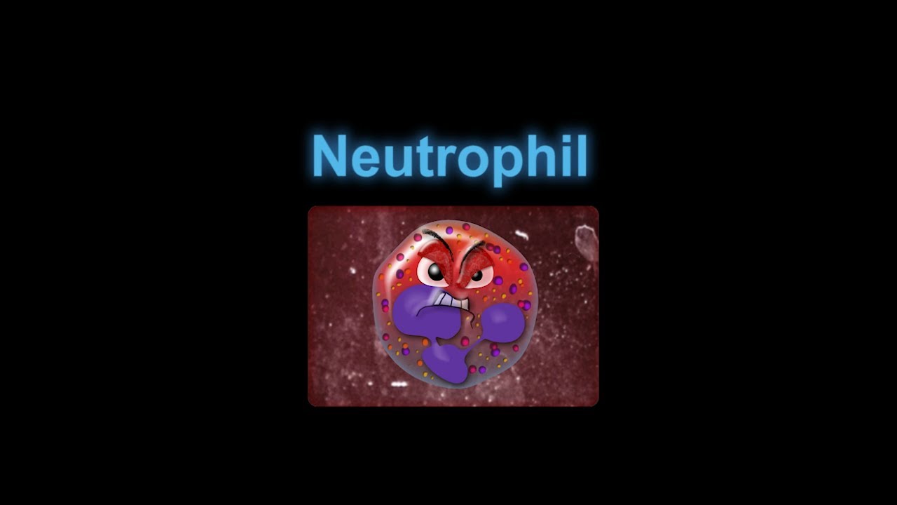 Supercytes cartoon - Neutrophil - YouTube