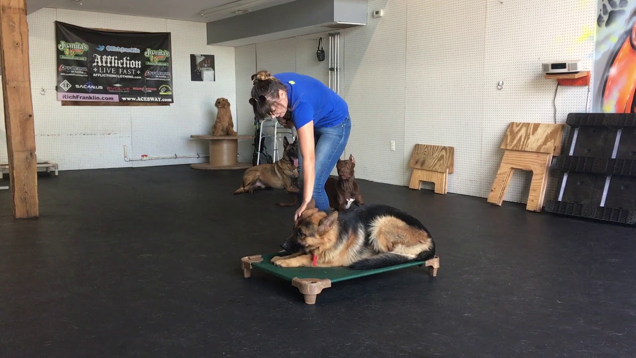 2 German Shepherds (Siblings), Stryder and Gimmley! German Shepherd Dog ...