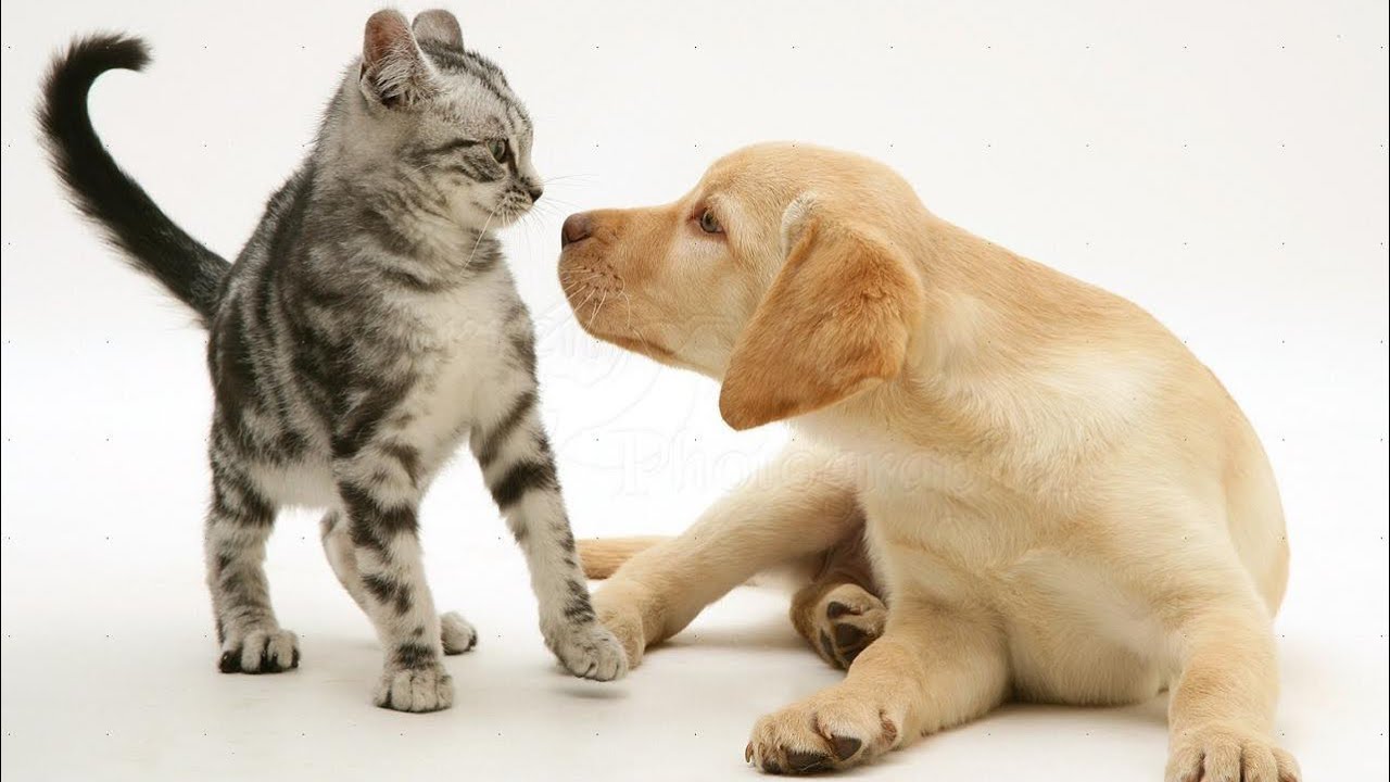 Angry Puppy with Cat - YouTube